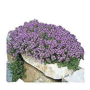 8000+ Creeping Thyme Seeds - Perennial Herb for Landscaping