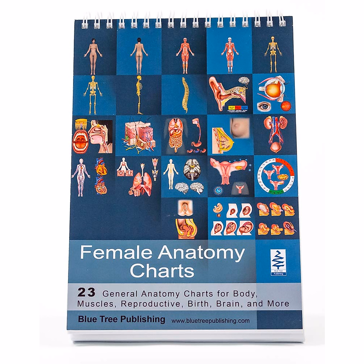 Female Anatomy (Flip Chart)