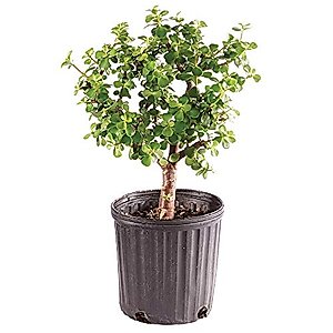 Brussel's Bonsai Live Dwarf Jade Bonsai Tree, Indoor - Medium, 4 Years Old, 8 to 12 Inches Tall - Jade Tree in Grower Bonsai Pot