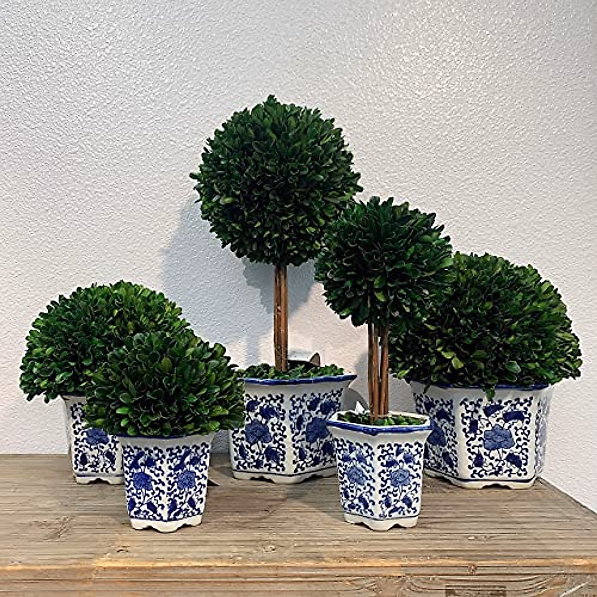 Galt International Preserved Natural Boxwood in Ceramic Pot - Plant and Table Centerpiece - Stunning Greenery and Plant Decor for Home - Blue & White 11"