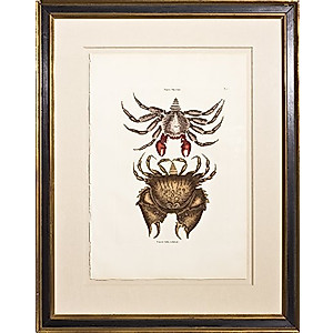 The Red-Mottled Rock-Crab