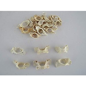 5 Raccoon VERTEBRA ATLAS BUTTERFLY BONE TAXIDERMY CRAFTS TEETH ANIMAL BONES COYOTE