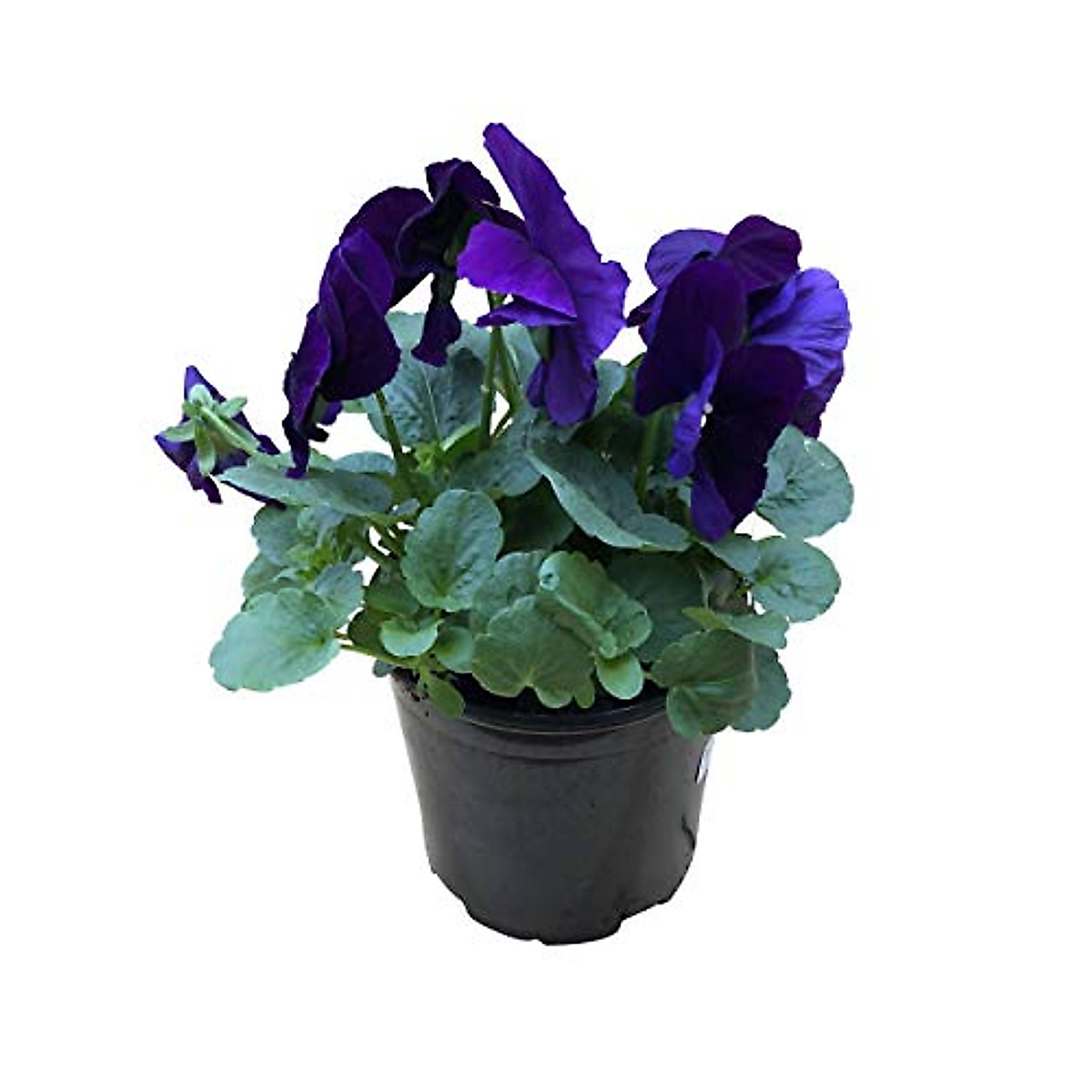 The Three Company Healthy Live Pansy - Purple (4 Per Pack), Early Spring Color, 6" Tall by 4" Wide in 1 Pint Square Pot