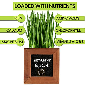 Organic Indoor Cat Grass Kit - 3 Wooden Planters, Certified Seeds, and Premium Soil for Happy Cats. Delight Your Feline Friends with The Ultimate Cat Grass Experience! (Catgrass Refill Kit)