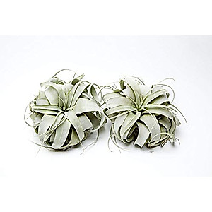 Airplant Tillandsia Xerographica 6" Wide by Garden in the City/Ships from California/Greenhouse Grown