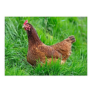 Chicken Forage 2 oz, or 25 SQ FT Seeds for Healthy Hens & Eggs C4 Check Out The Fodder, Plot and Forage Seed Selection in Our Store! Zellajake Farm and Garden