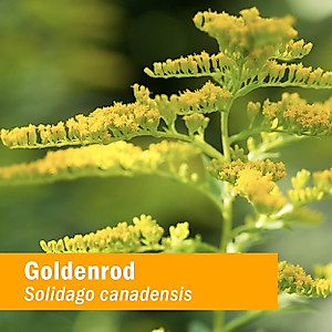 Herb Pharm Urinary System Support Liquid Herbal Formula, 1 Fl Oz