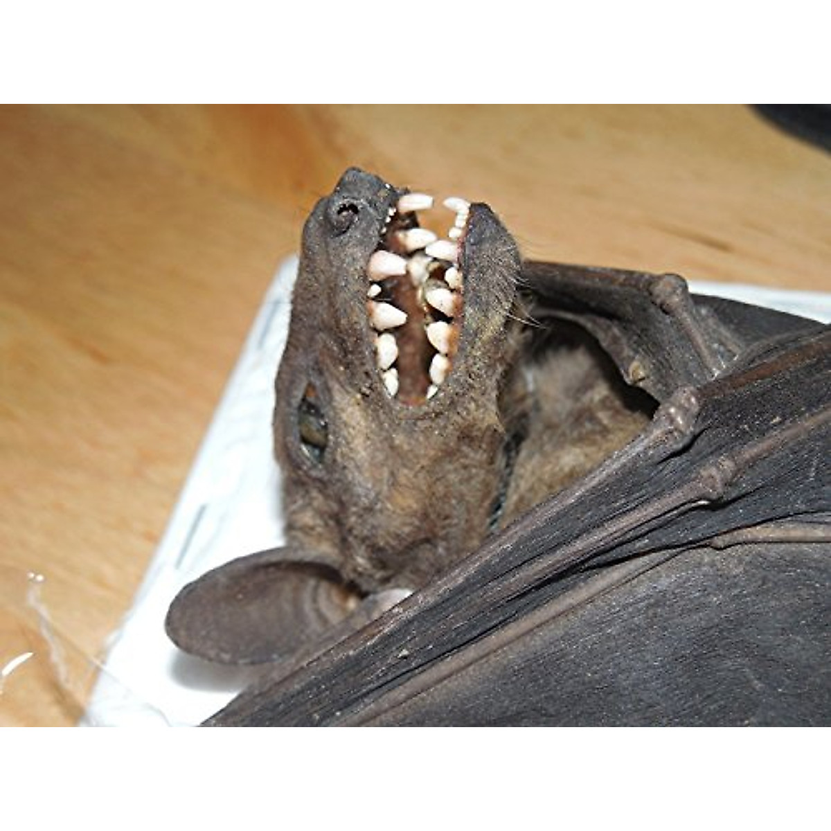 Rousettus Leschenaulti Real Hanging Bat Indonesian Taxidermy (Rare)