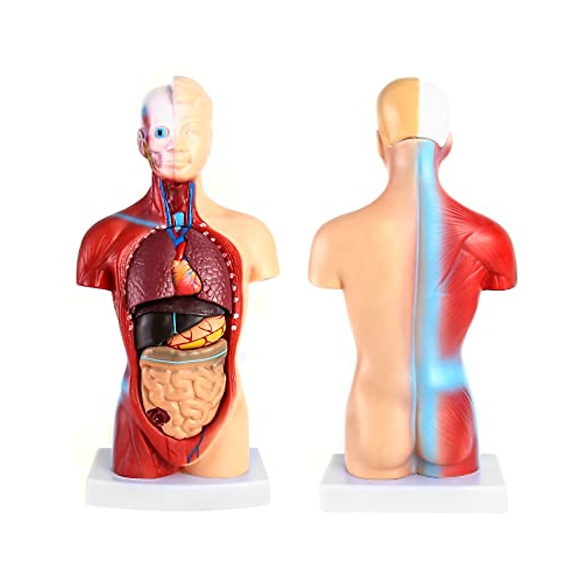 QWORK Human Body Anatomical Torso Doll, 15 Pcs 10-1/4" Detachable Removable Parts, Skeleton, Internal Organs, Visceral, Brain, with Detailed Instructions Manual