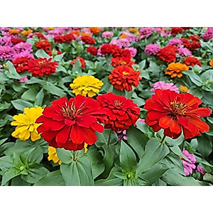 "Zin Master Mix" Zinnia Seeds for Planting, 200+ Flower Seeds Per Packet, (Isla's Garden Seeds), Non GMO & Heirloom Seeds, Botanical Name: Zinnia elegans, Great Home Garden Gift