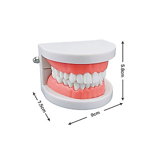 Standard Teeth Model, YOUYA DENTAL Kids Dental Teaching Study Supplies Adults Standard Typodont Demonstration Teeth Model(Without Wisdom Teeth)