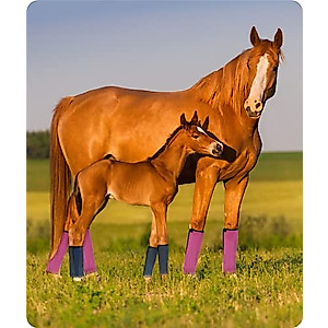 Fly Boots for Horse Leggins,Horse Fly Boots,Horse Leg Protection Set of 4(Pony/Donkey,Blue)