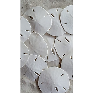 Tumbler Home White Sand Dollars 2" to 2.25" Set of 24 - Wedding Seashell Craft Sand Dollars- Hand Picked and Professionally Packed