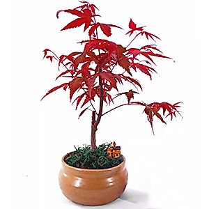 Bonsai Tree Seeds 5 Types, Wisteria Seeds, Black Pine Seeds, Sakura Seeds, Red Maple Seeds, Judas Tree Seeds, Highly Prized for Bonsai (100pcs)