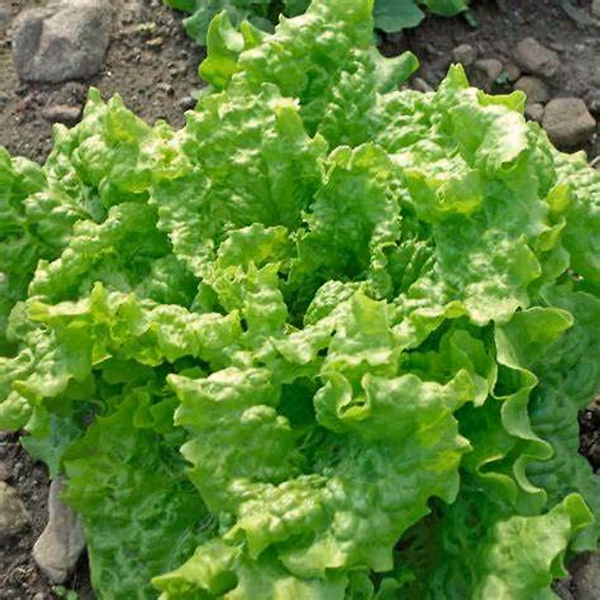 3500 Black seeded Simpson Lettuce Seeds for Planting 7+ Grams Non GMO Heirloom Garden Vegetable Survival Baby Greens Bulk