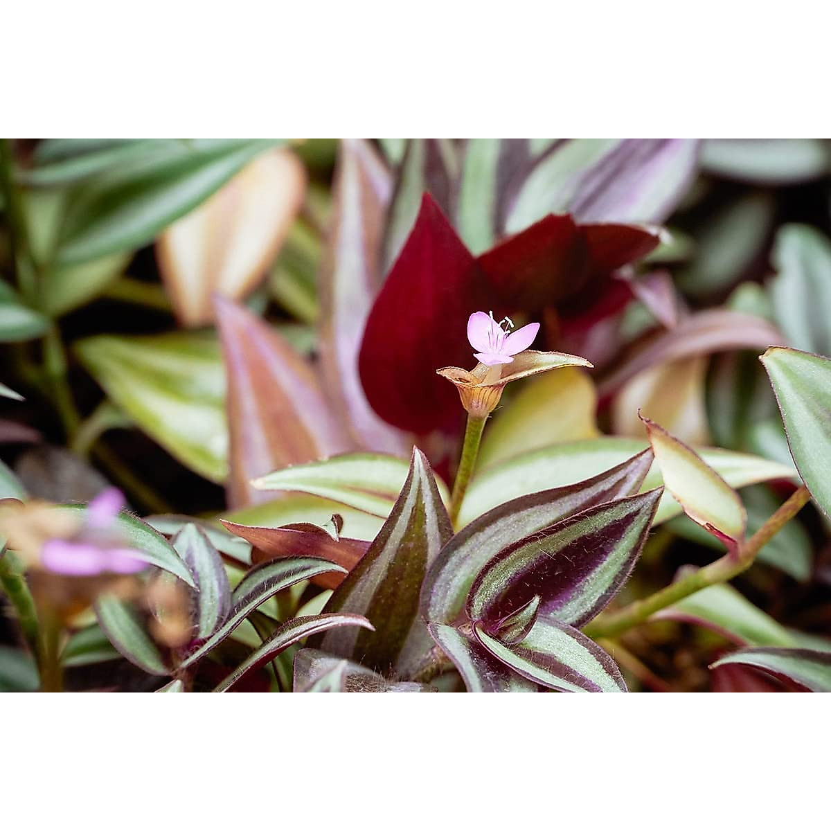 9 Purple Wandering Jew Cuttings for Planting Indoor, 4 Inc to 6 Inc Tall, Tradescantia Zebrina Plant, Inc Plant, No Root