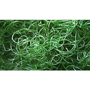 Generic Live Chaeto Chaetomorpha Macro Algae Reef Refugium Saltwater Plant Marine