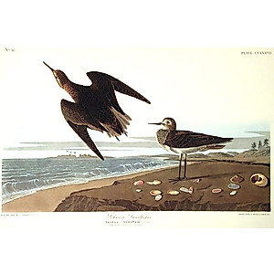 SchinzÆs Sandpiper. From"The Birds of America" (Amsterdam Edition)