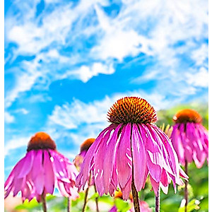Purple Coneflower Seeds, Over 5300 Echinacea Seeds for Planting, Non-GMO, Heirloom Flower Seeds