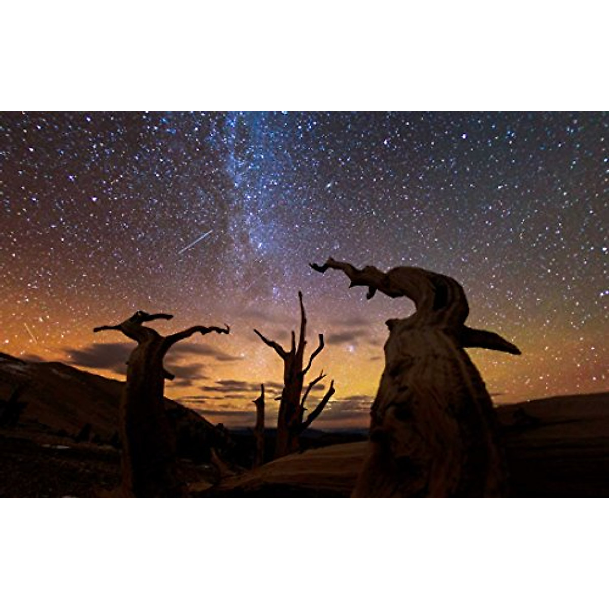 Trees: Between Earth and Heaven