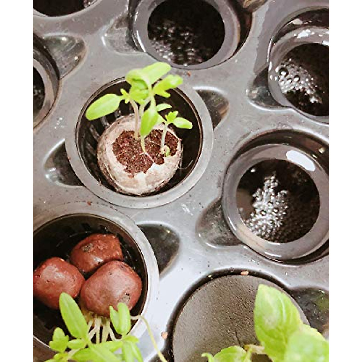DWC Cloner Rooting Recirculating System 24 Site Cutting Clone and Seeding Root 2 in 1 Deep Water Cloner 24 Site with Clear Humidity Propagation Dome (Black)