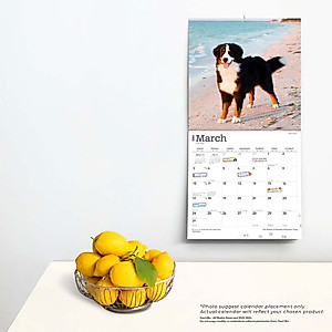 The Beauty of Bernese Mountain Dogs | 2024 12 x 24 Inch Monthly Square Wall Calendar | Sticker Sheet | StarGifts | Animals Breeds