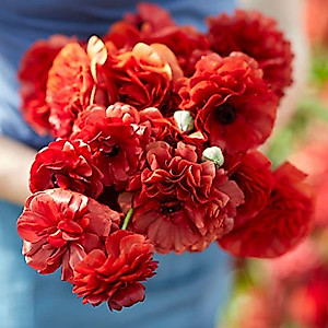Ranunculus Bulbs - Chocolate - 100 Bulbs - Red Flower Bulbs, Corm Attracts Bees, Attracts Pollinators, Easy to Grow & Maintain, Fragrant, Container Garden