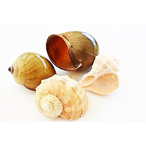 4 Large Shell Hermit Crab Changing Set - Select Shells - Large 1 1/4"-1 3/4"+ Opening - Land Snail and Conch Shells