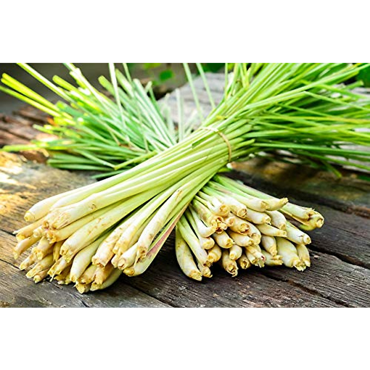 Gaea's Blessing Seeds - Lemongrass Seeds - Non-GMO Seeds with Easy to Follow Planting Instructions - Untreated and Open Pollinated Lemon Grass - 83% Germination Rate