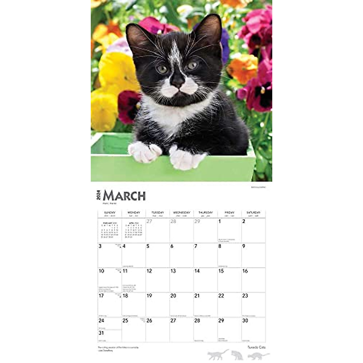 Tuxedo Cats | 2024 12 x 24 Inch Monthly Square Wall Calendar | BrownTrout | Animals Kittens Feline