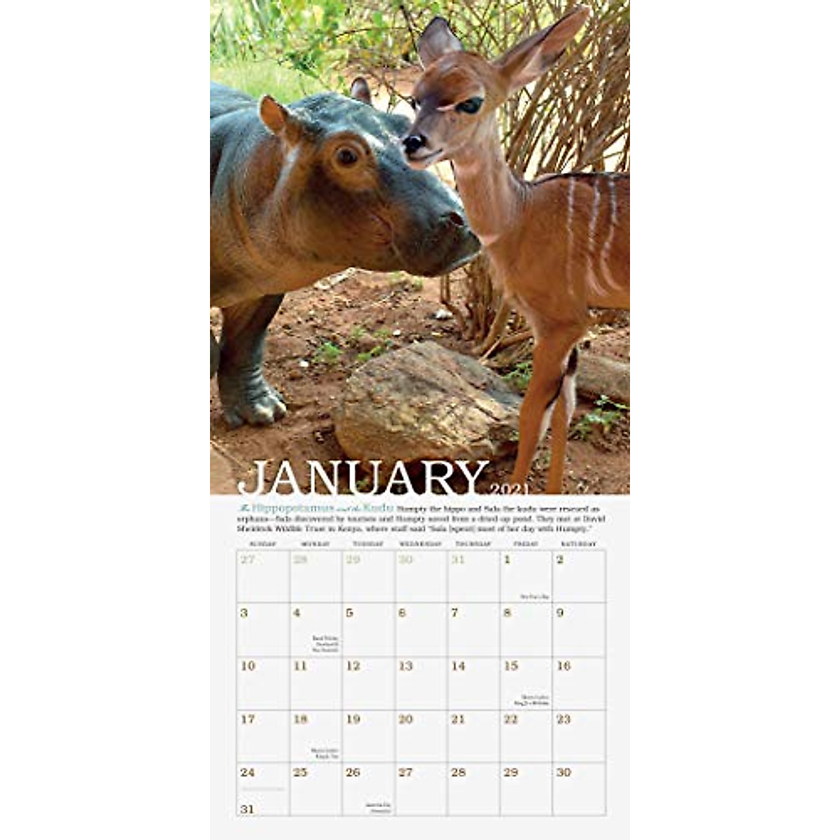Unlikely Friendships Mini Wall Calendar 2021