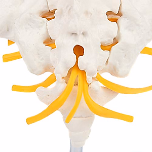 Axis Scientific Lumbar Spine Anatomy Model with Sacrum and Spinal Nerves, Lumbar Vertebrae, Vertebral Model, Spinal Model Didactic Replica of Lumbrosacral Section with Nerves, Herniated Disc at L4, Includes Base for Display