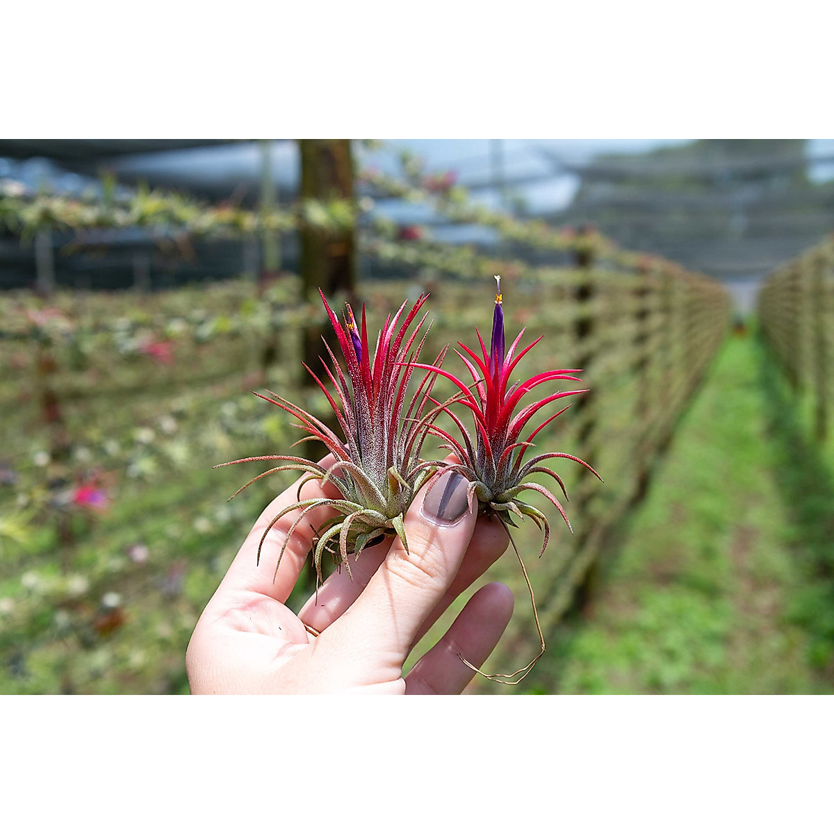 5 Pack Ionantha Air Plants Live Tillandsia Succulent Air Plant - Available in Wholesale and Bulk - Home and Garden Decor - Easy Care Indoor and Outdoor Plants Holders