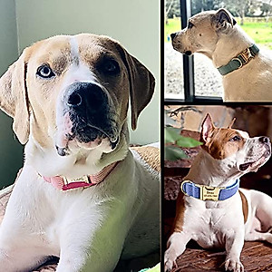 Personalized Dog Collar with Engraved Name and Phone Number Customization for Medium to Large Breeds with Gold Metal Buckle (Stripe Velvet)