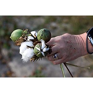 KVITER White Cotton 25 Seeds - Gossypium Hirsutum Cotton Plant, Easy Grow Perennial Shrub Upland Cotton, Winter Hardy Showy Flowers Plants, Mexican Cotton Seeds for Growing