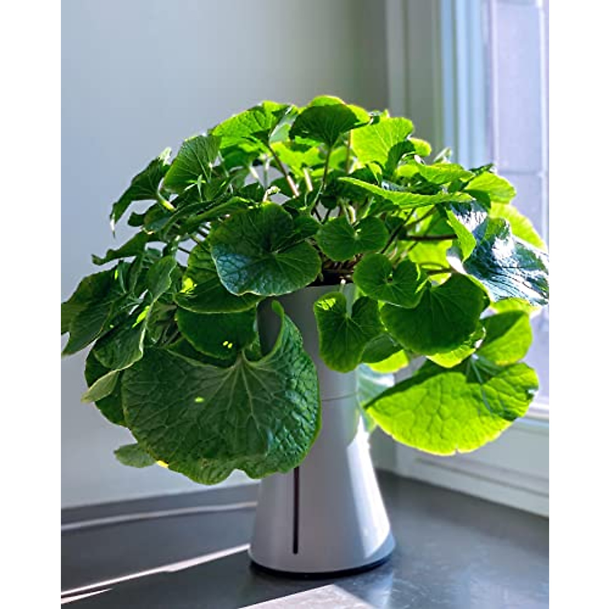 Botanium Hydroponic and Automatic Indoor Gardening Pot, White