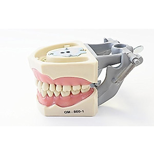 Dental Anatomy Typodont Educational Model 860 with Columbia Removable Teeth