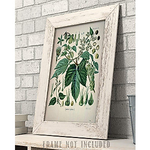 Hops Plant - 11x14 Unframed Art Print - Makes a Great Home Bar Decor and Gift Under $15 for Home Brewing Beer Makers