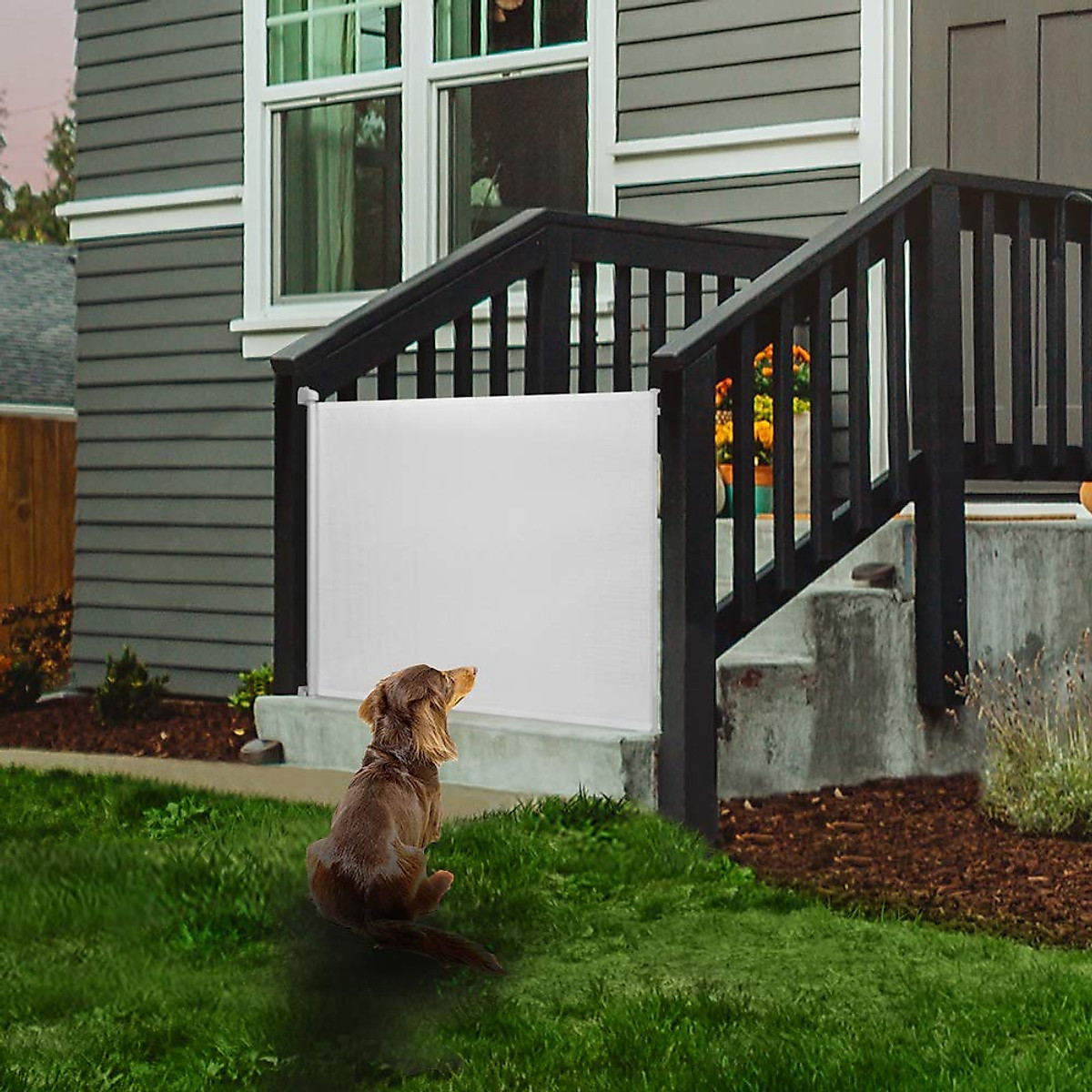 EasyBaby Extra Wide Retractable Baby Gate, 33" Tall, Extends up to 71" Wide, White/Child Safety Baby Gates, Pet Retractable Gates for Stairs, Doorways, Hallways, Indoor and Outdoor