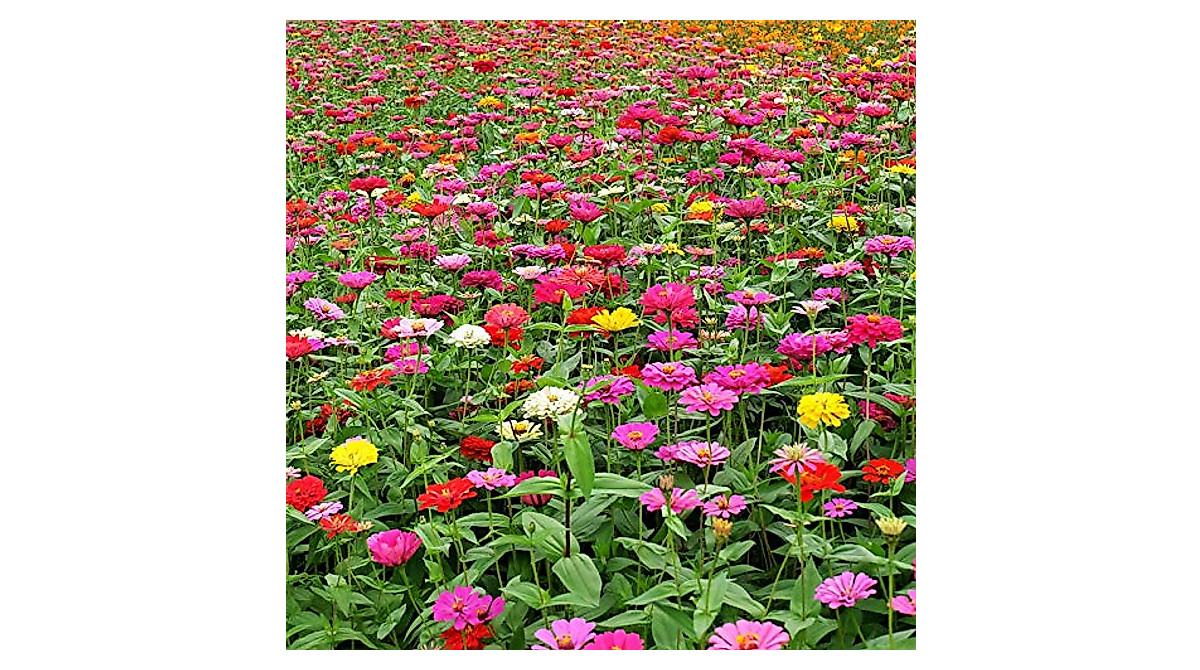 Bright Mixed Double Zinnia Seeds - 150+ Flower Varieties