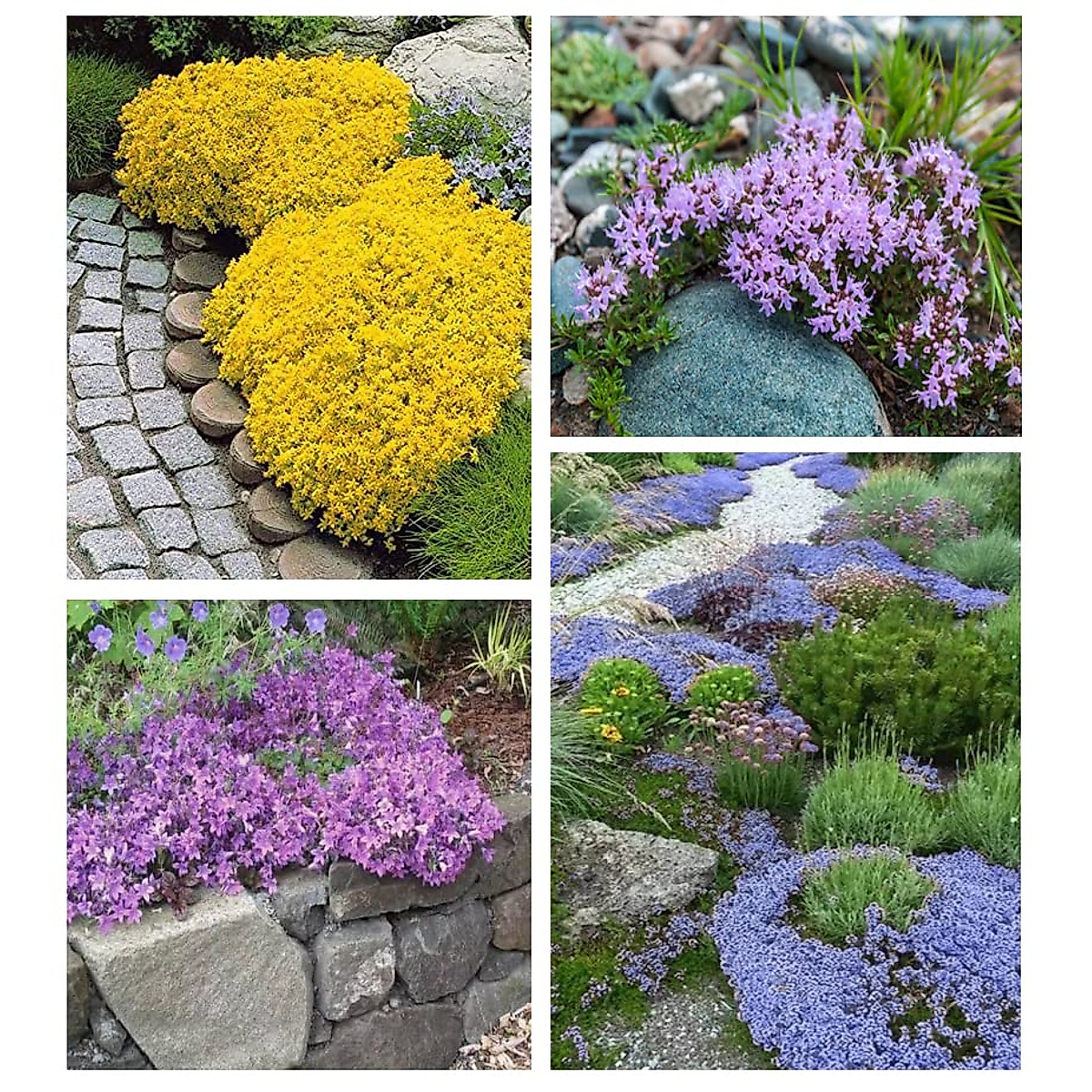 3000+ Mix Creeping Thyme Seeds Ground Cover for Planting , Heirloom Thymus Serpyllum , Ground Cover Plants Easy to Plant and Grow, Non-GMO Yellow, Pink, Blue