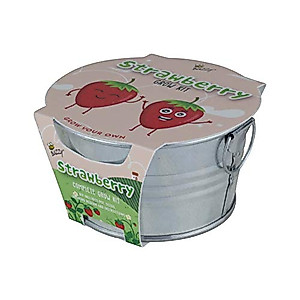 BUZZY Kids Mini Basin Seed Grow Kit | Strawberry | Kids Collection | Best Gardening Gifts, Favors, Weddings, Parties, Events, Modern, Trendy, Unique, and Fun | Growth Guaranteed
