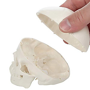 Axis Scientific Miniature Human Skull Model, 3.5" Tall 3-Part Anatomical Mini Human Skull Model with Removable Skull Cap and Moving Jaw, Realistic Skull Anatomy Model, Includes Detailed Product Manual
