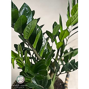 Nature’s Way Farms ZZ Plant, Zamioculcas Zamiifolia, Indoor, Outdoor, Live Houseplant, in Grower Pot (25-30 in. Tall)
