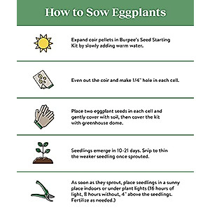 Burpee Patio Baby Eggplant Seeds 30 seeds