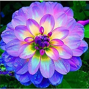 100+ Rare Mix Dahlia Flower Seeds - Easy to Grow, Made in USA, Ships from Iowa. Grow Beautiful Dahlias