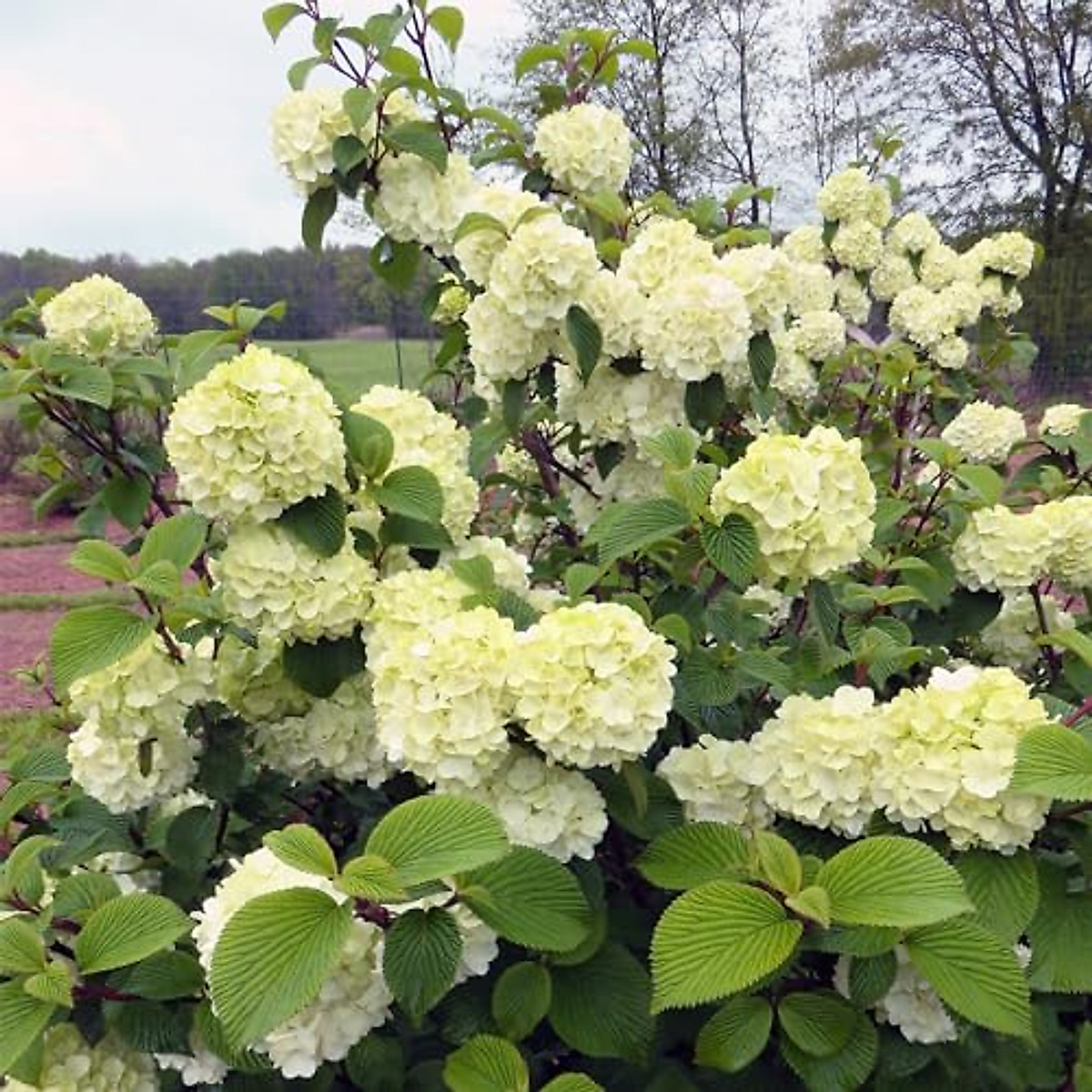 2 Gallon First Editions Viburnum Opening Day Shrub