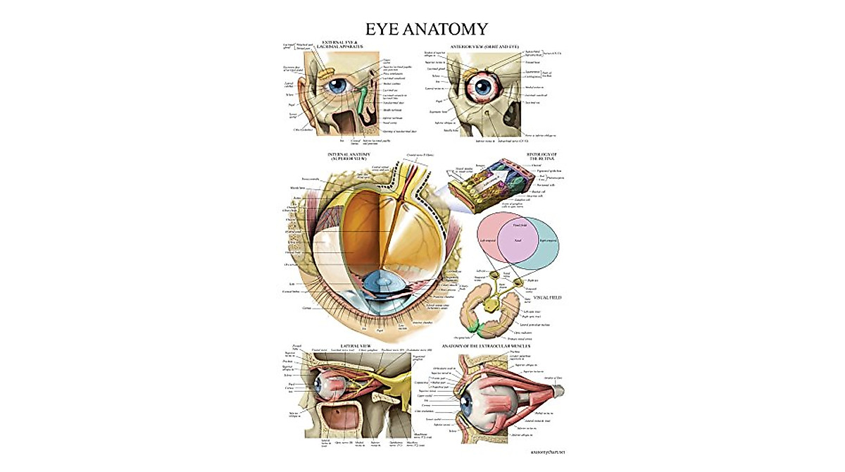 Eye Anatomical Poster - Durable Learning Chart