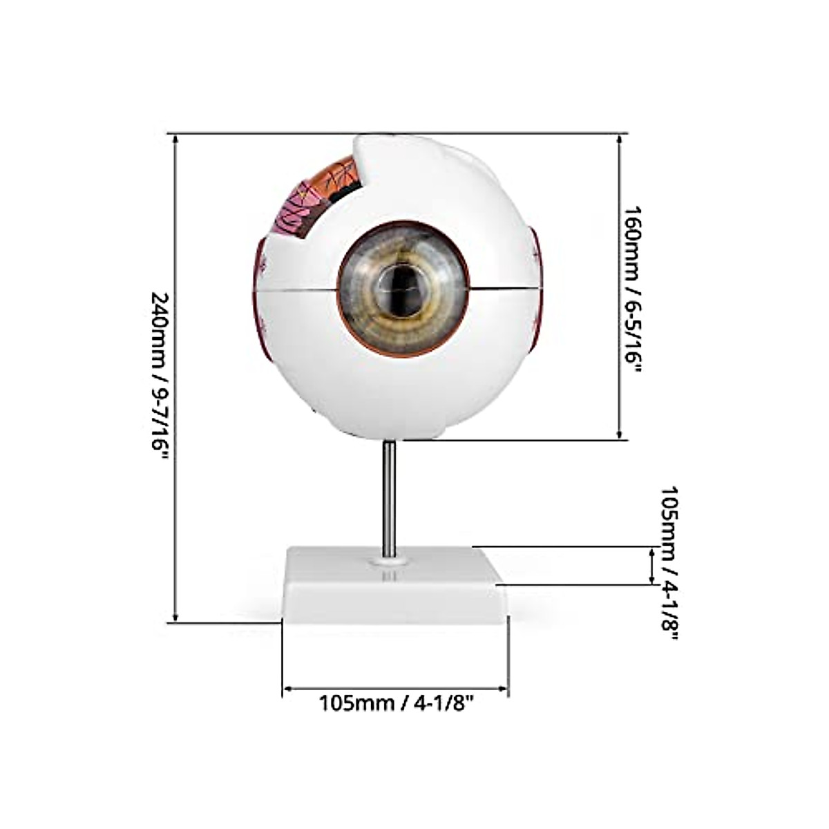 QWORK 6X Enlarged Human Eye Anatomy Model, Magnified Eyeball Model with Detachable Bracket, Anatomically Accurate Science Education Display Medical Teaching Education Human Eye Anatomical Model
