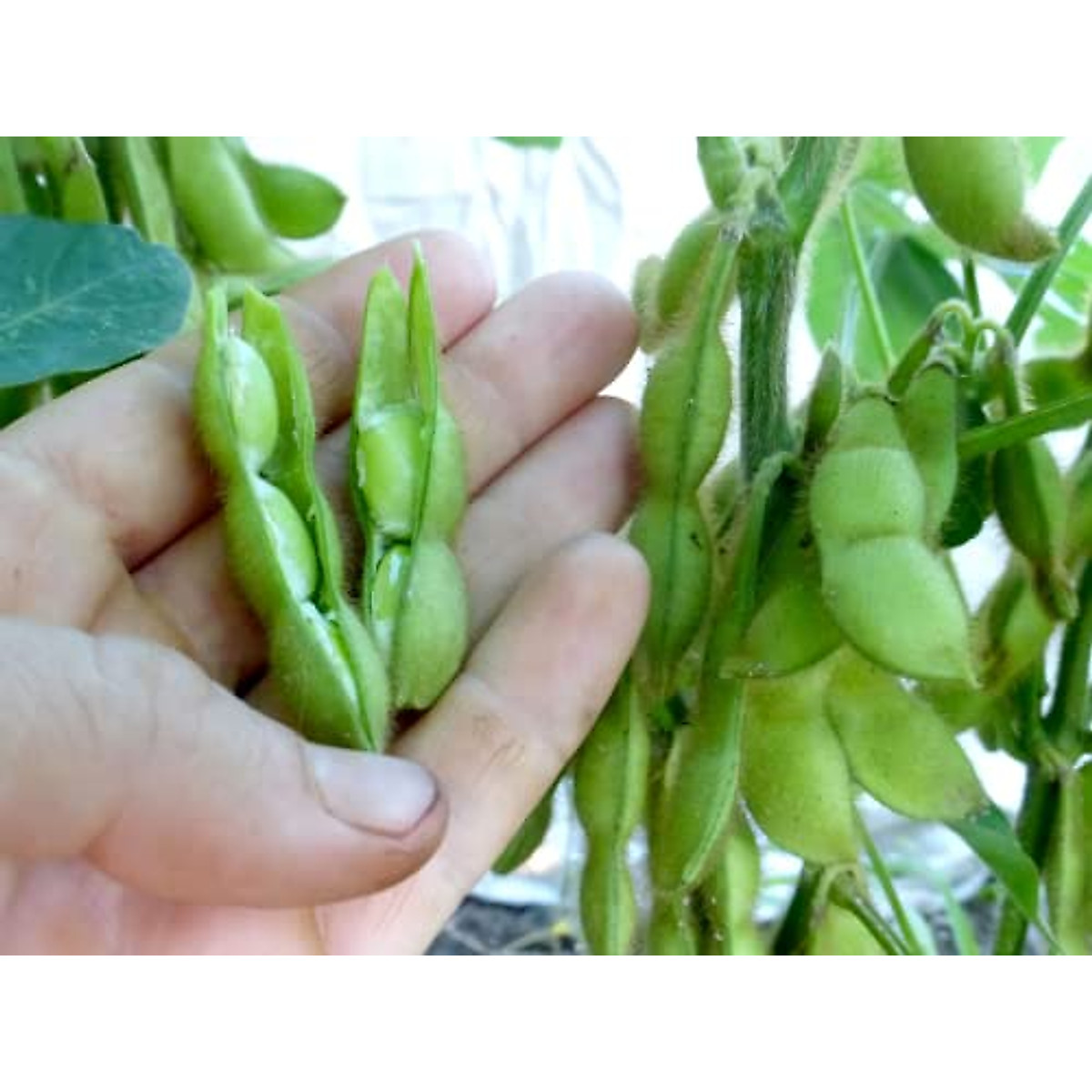 " BeSweet " Edamame Seeds for Planting, 25+ Heirloom Seeds Per Packet, (Isla's Garden Seeds), Non GMO Seeds, Botanical Name: Soybean (Glycine max (L.), Great Home Garden Gift